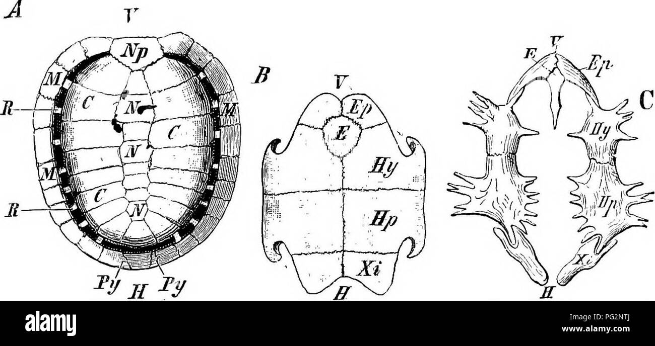 Study of the vertebrate exoskeleton, highlighting its development from ...
