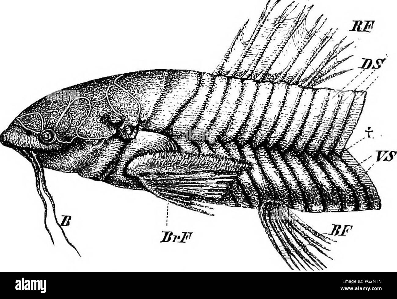 This entry covers the comparative anatomy of vertebrates, focusing on ...