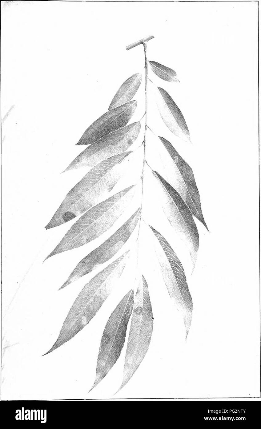 This work by Harriet L. Keeler provides an accessible guide to ...