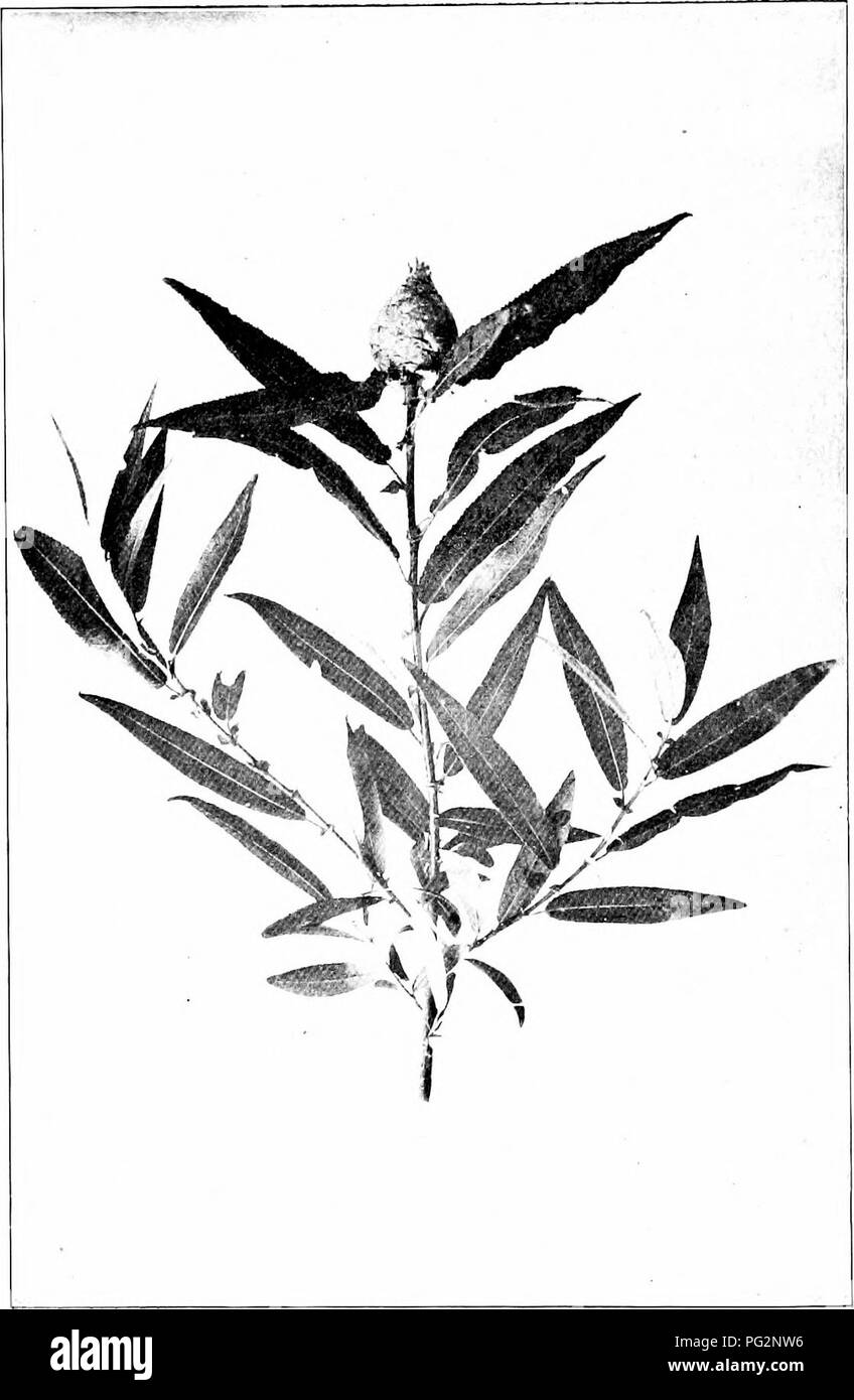 This book focuses on identifying native trees, such as the Glaucous ...