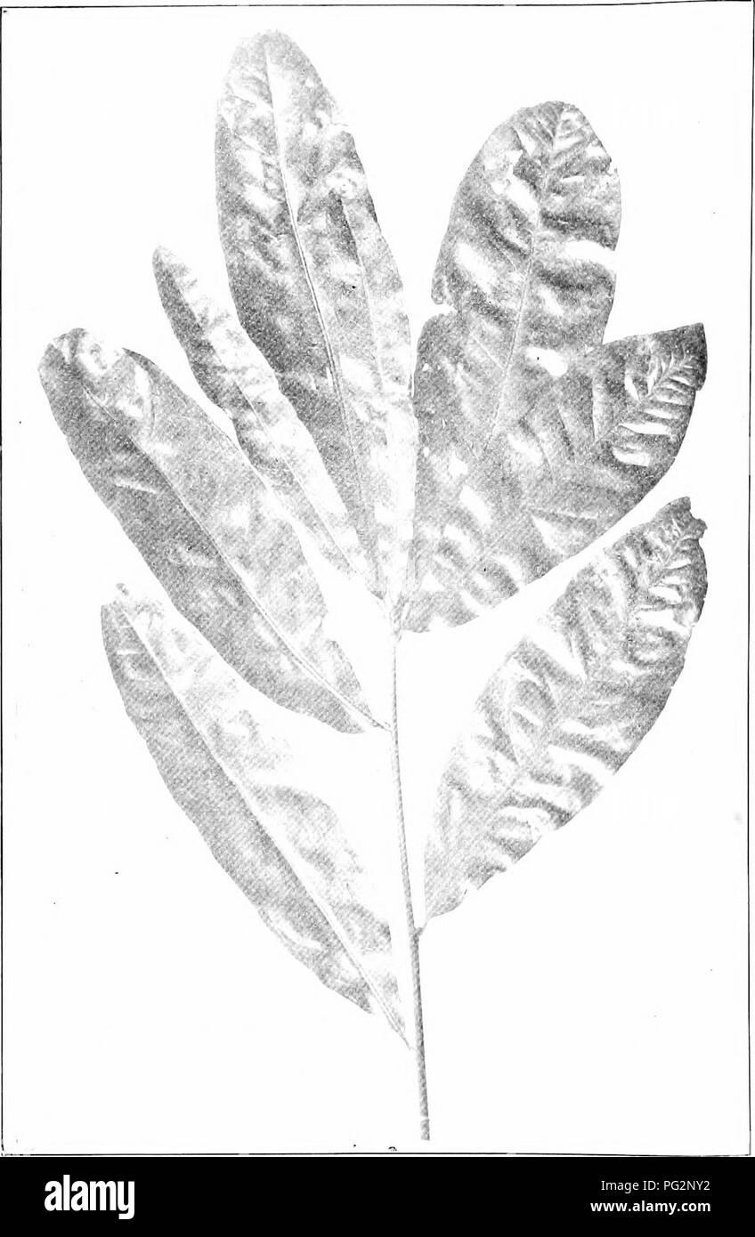 This popular guide provides information on identifying native trees ...