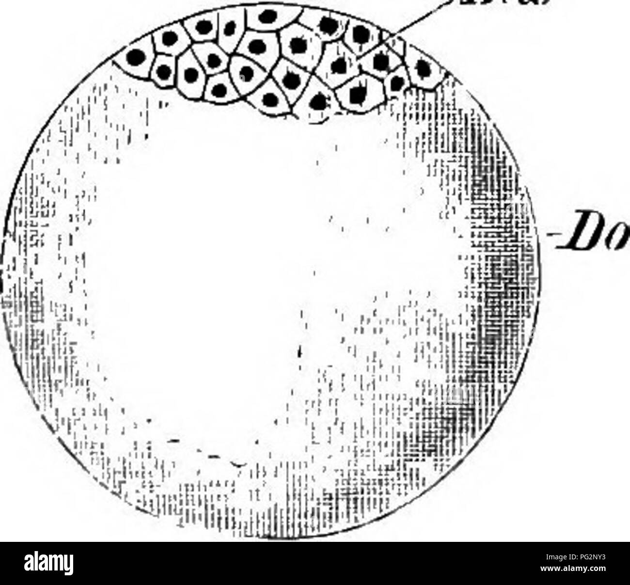 . Elements of the comparative anatomy of vertebrates. Anatomy ...