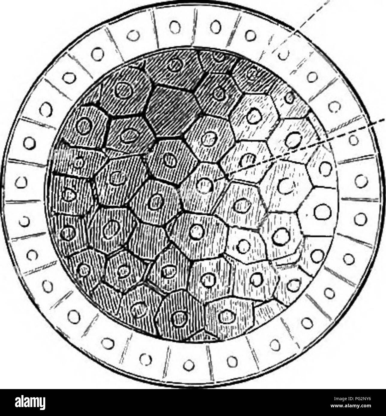 This work discusses the comparative anatomy of vertebrates, focusing on ...