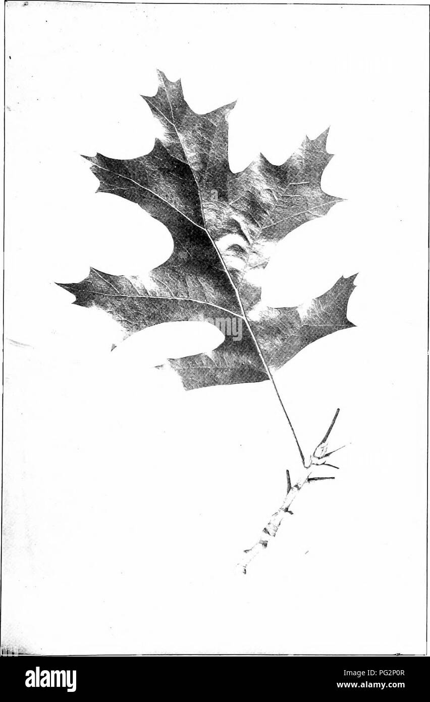 Quercus velutina hi-res stock photography and images - Alamy