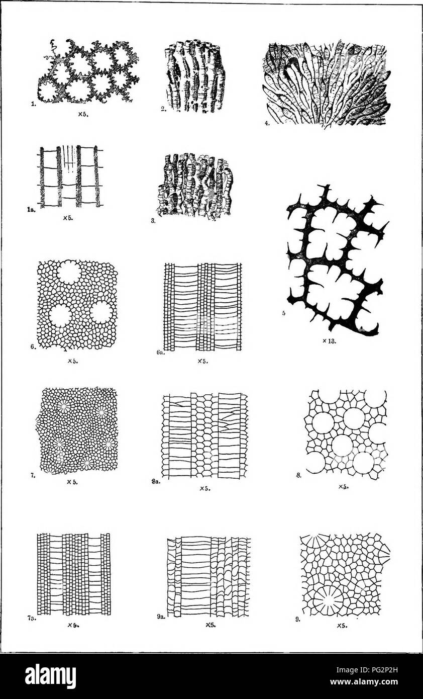 This volume contributes to Canadian paleontology with key studies and ...