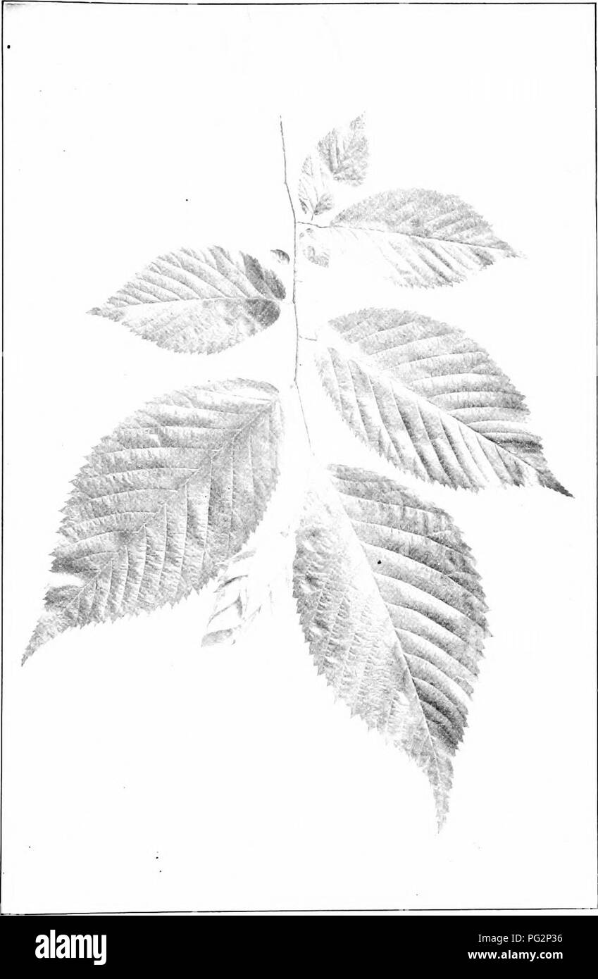 Ostiya hi-res stock photography and images - Alamy