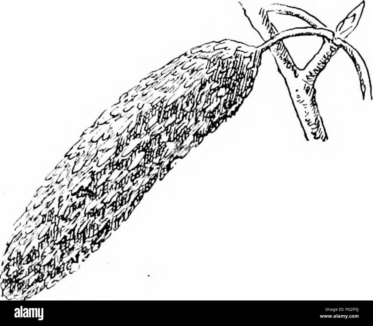 Pendulous habits hi-res stock photography and images - Alamy