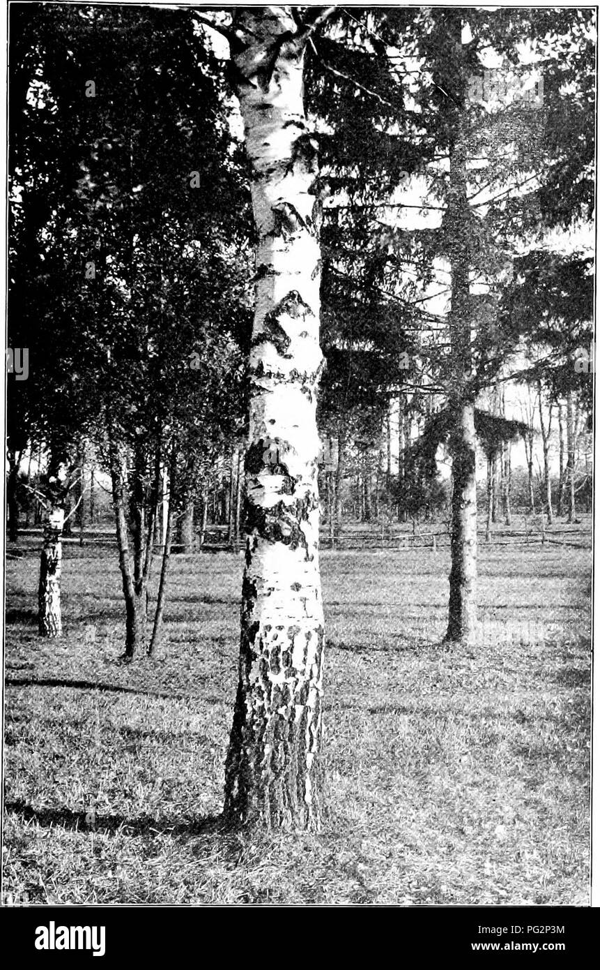 This book offers a popular guide to identifying native trees, focusing ...