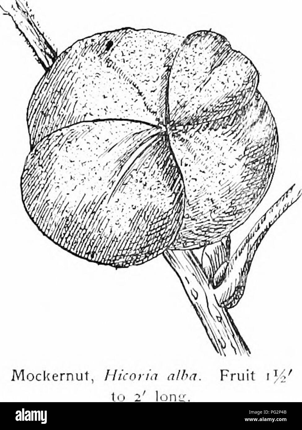 Buds of walnut Black and White Stock Photos & Images - Alamy