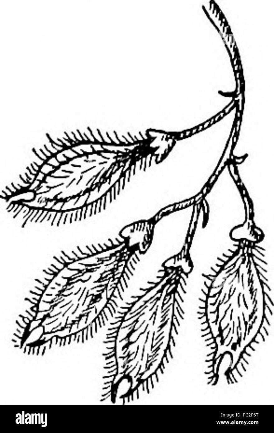 The Winged Elm (Ulmus alata), a native tree found in the southern ...