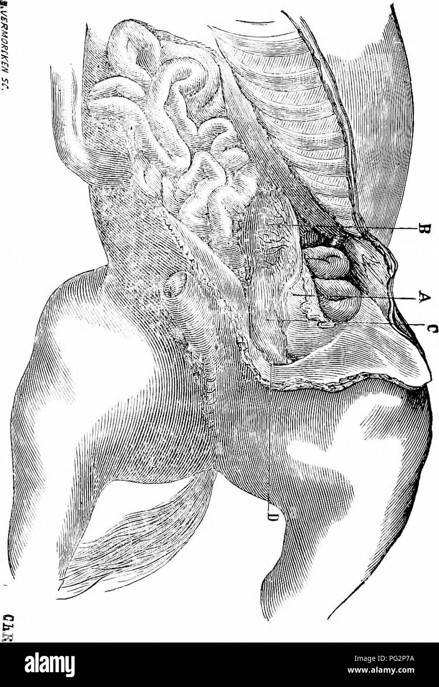 This illustration from a veterinary manual demonstrates the process of ...