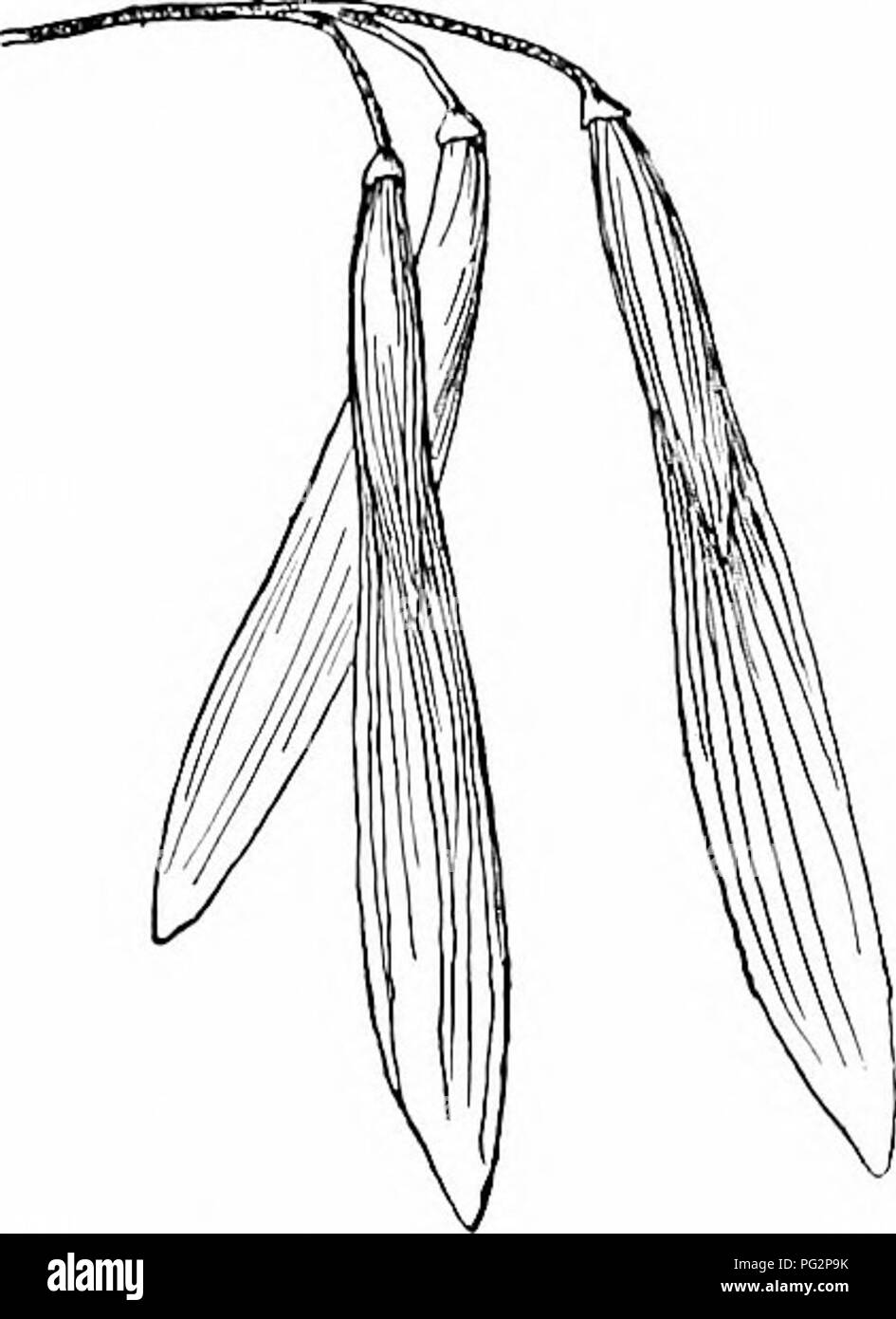 This guide provides an in-depth look at native trees, focusing on the ...