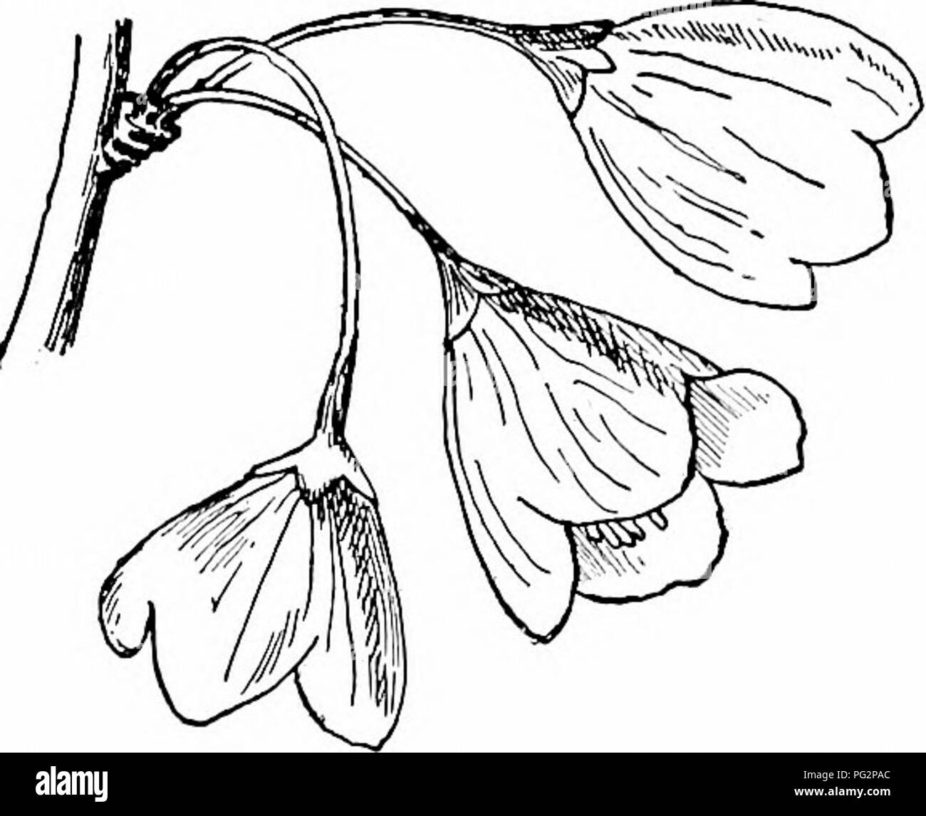 This book provides a guide to identifying native trees, focusing on ...