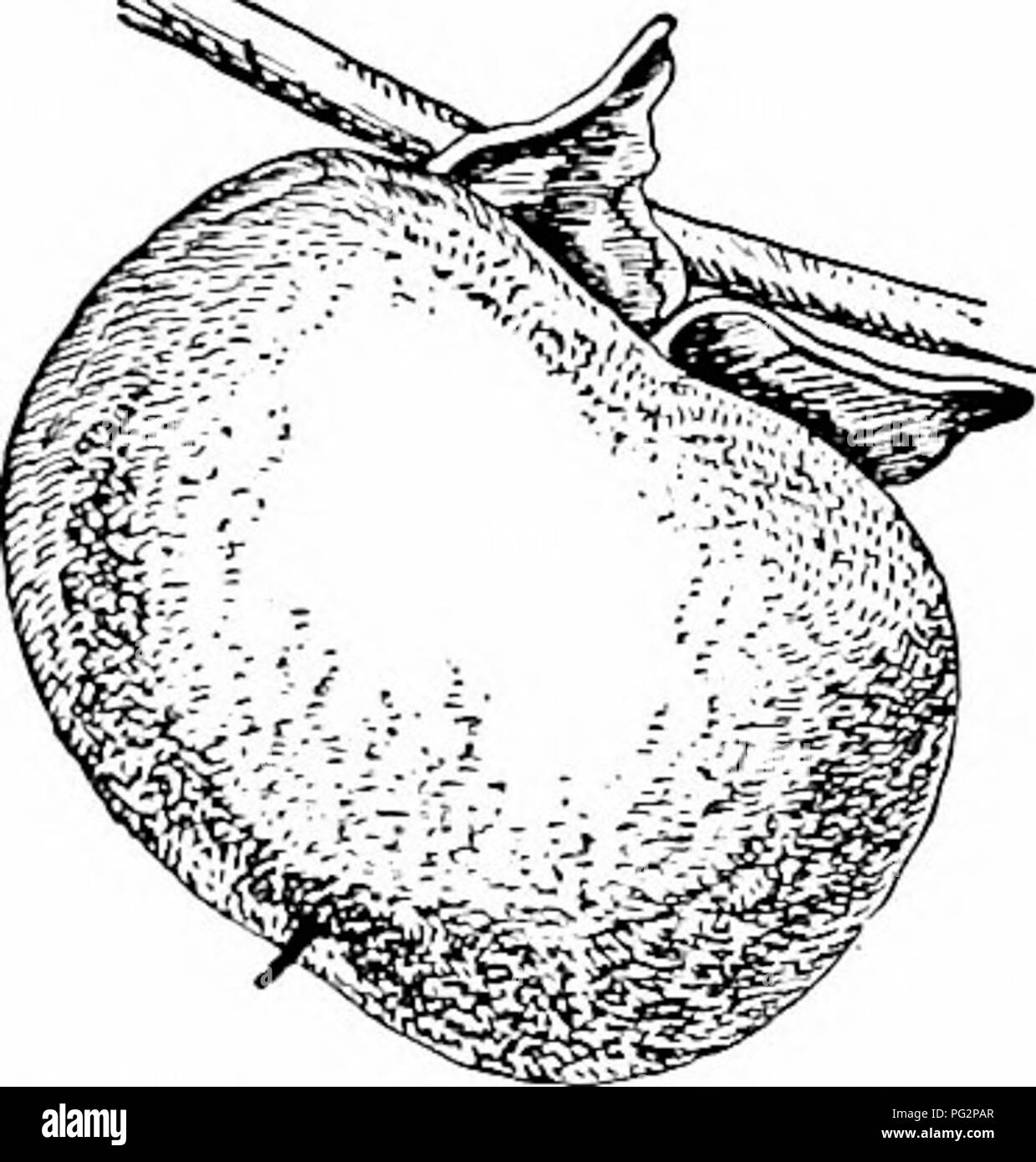 This image highlights the fruit of the Persimmon (Diospyros virginiana ...