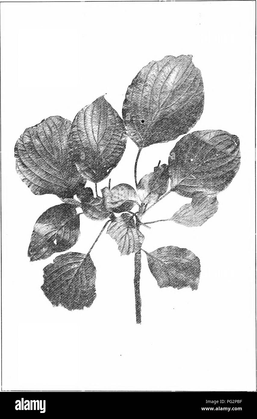 This popular guide to native trees helps readers identify various ...