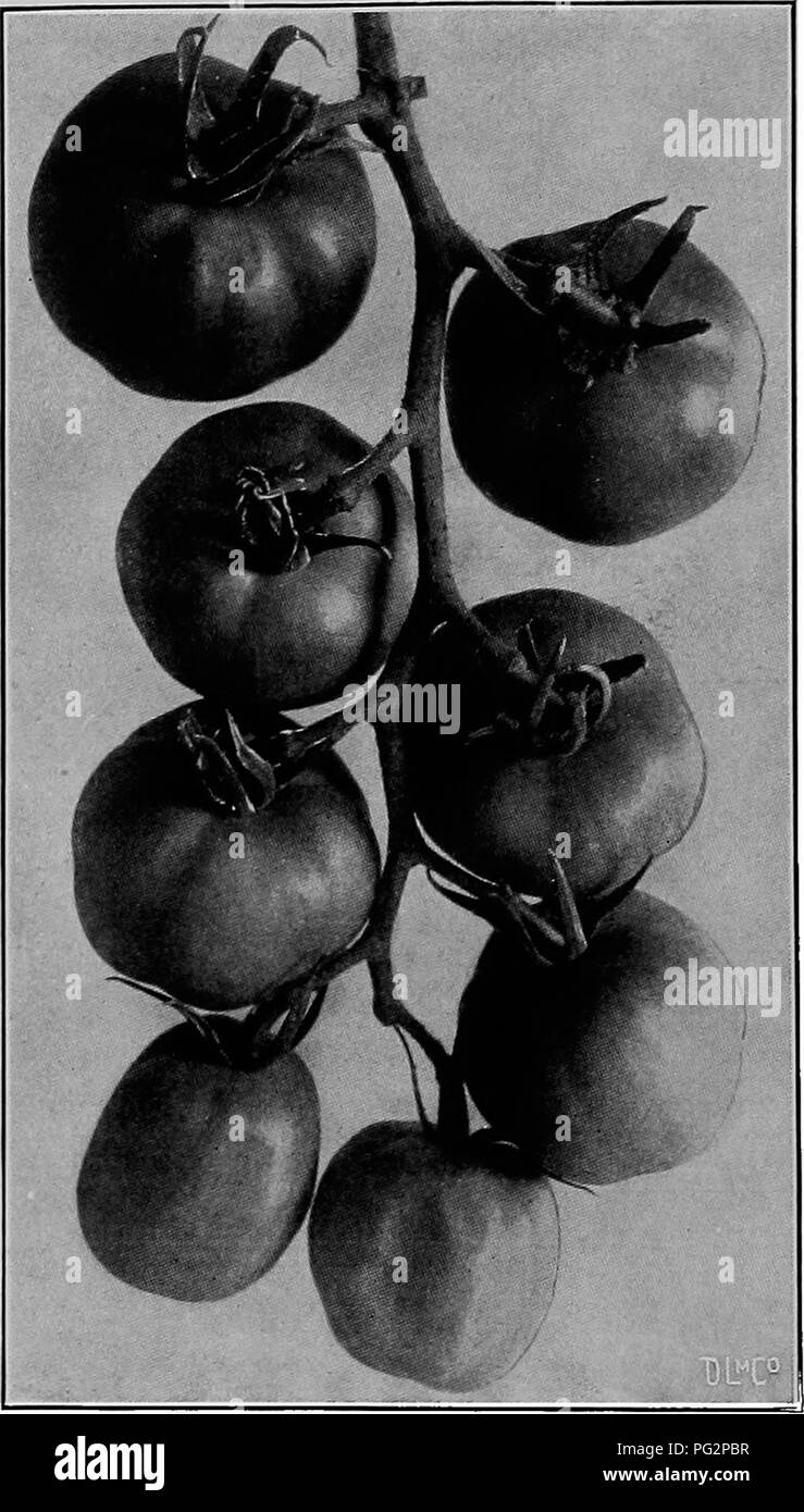 This document discusses the development of vegetable farming in New ...
