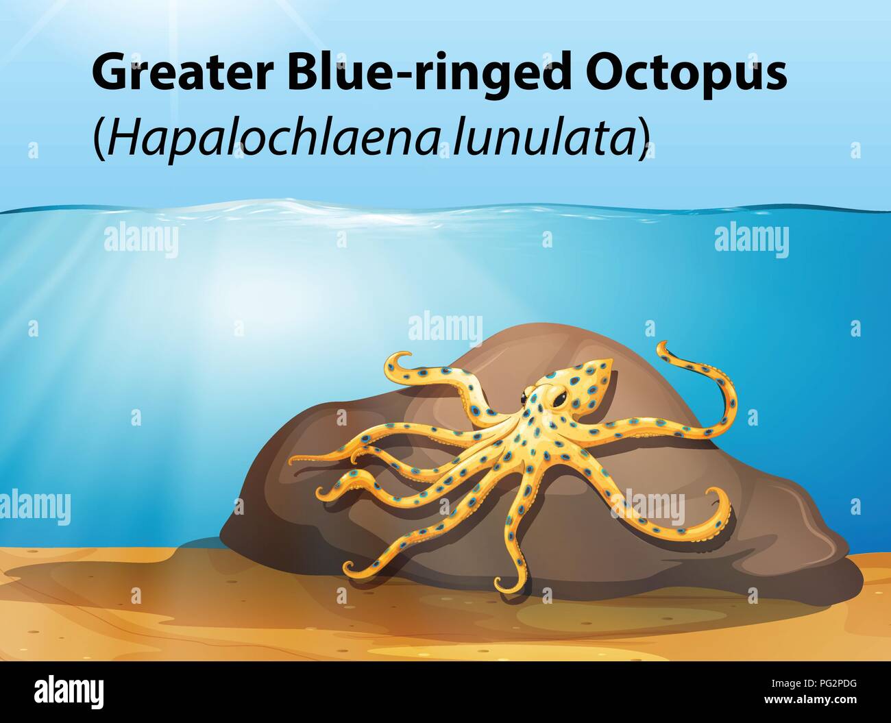 Greater blue ringed octopus illustration Stock Vector Image & Art - Alamy