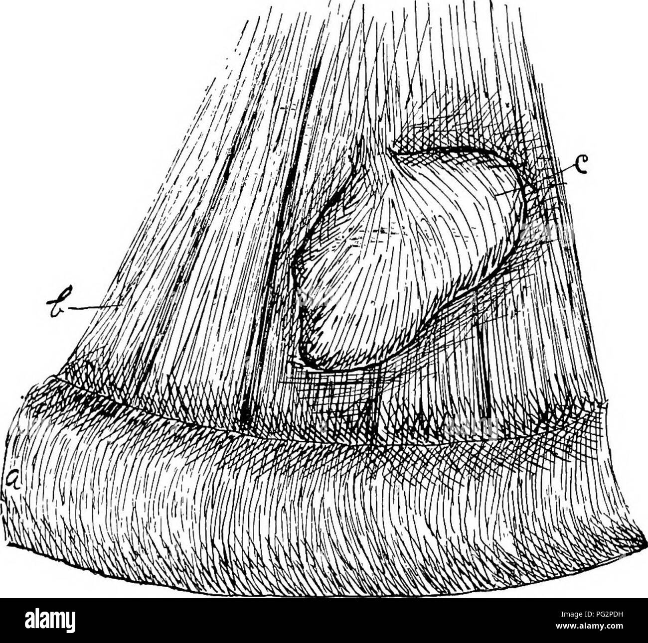 . Animal parasites and parasitic diseases . Domestic animals ...