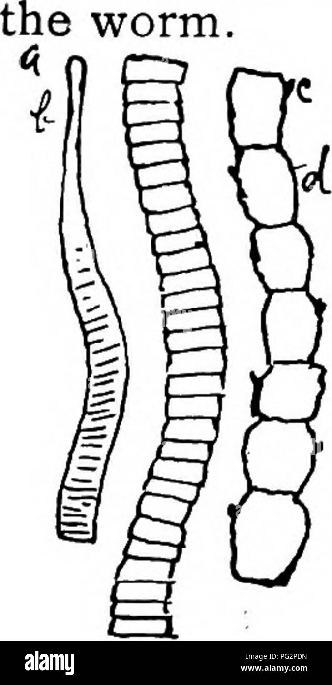 . Animal parasites and parasitic diseases . Domestic animals ...
