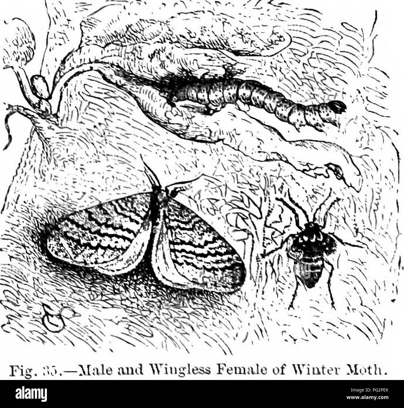 Wing markings of male Black and White Stock Photos & Images - Alamy