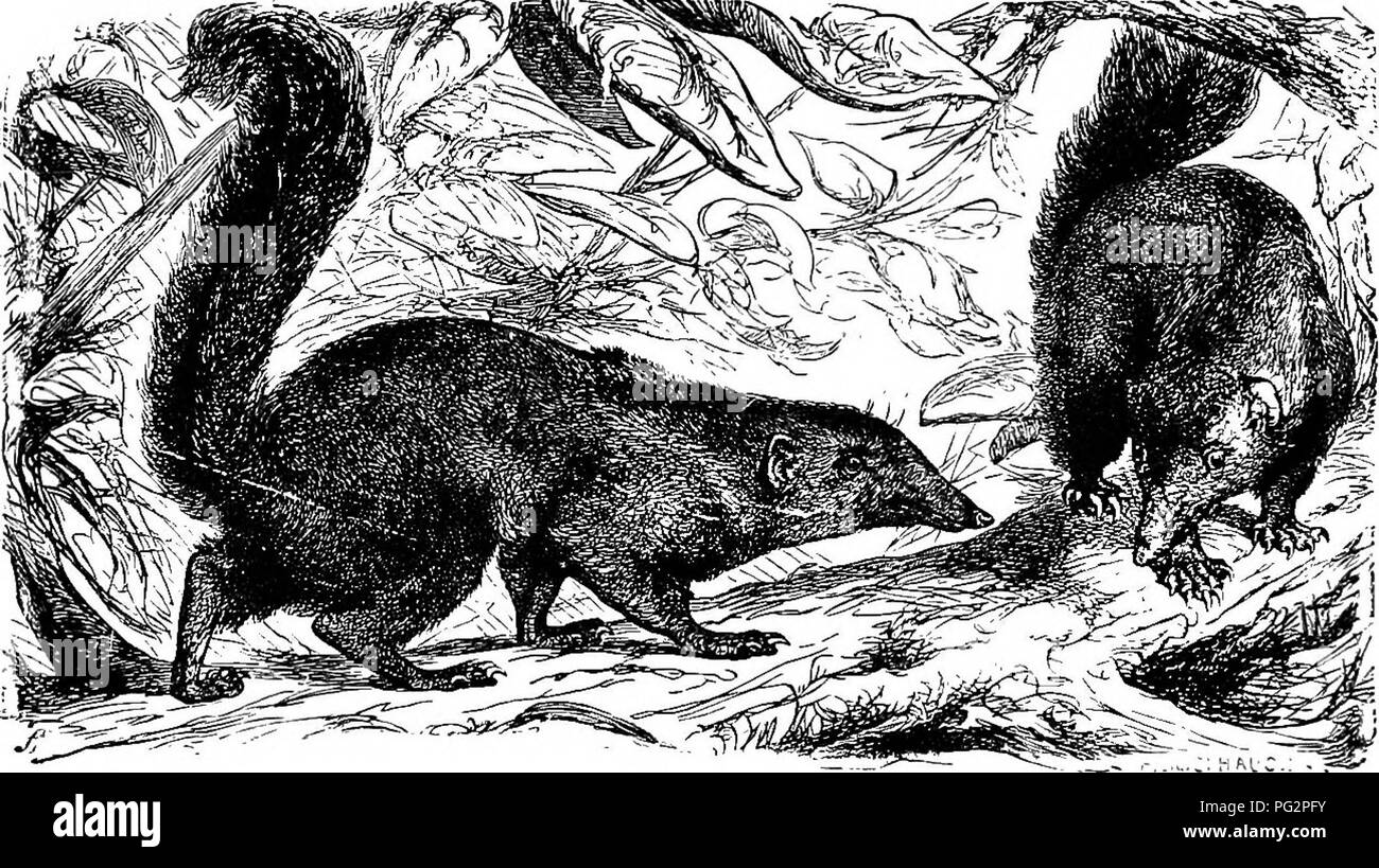 . Animal coloration; an account of the principal facts and theories ...