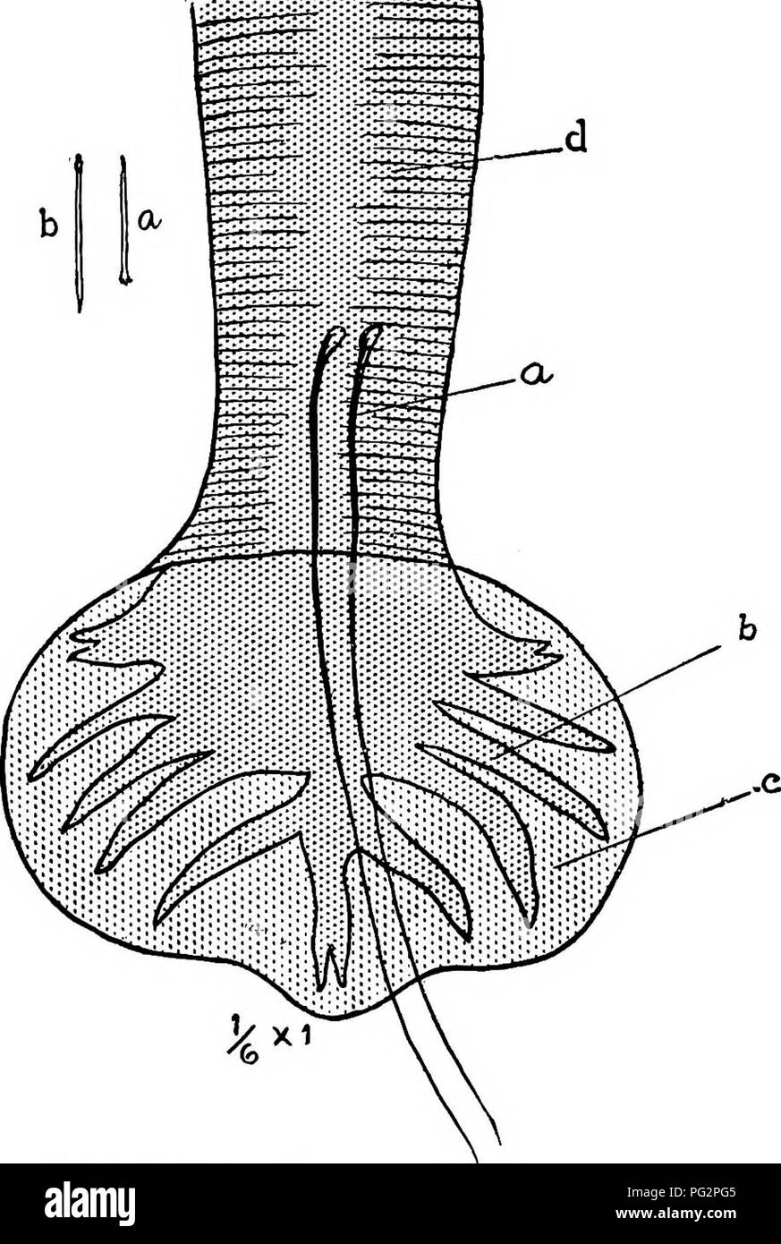 This illustration from 'Animal Parasites and Parasitic Diseases' shows ...