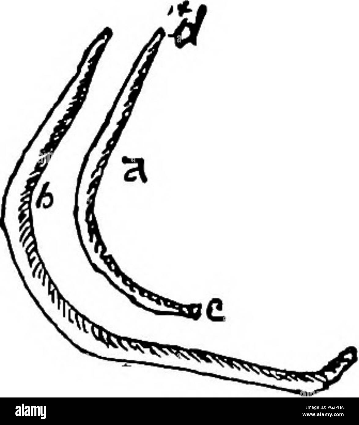 This work focuses on parasitic diseases affecting domestic animals ...