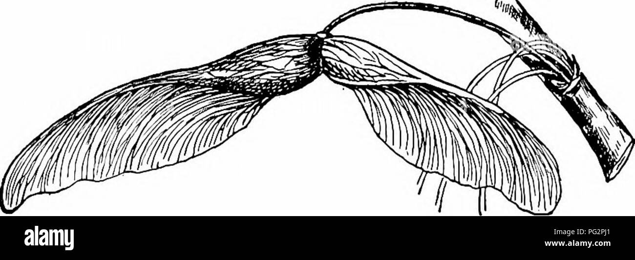 *Our Native Trees and How to Identify Them* is a guide for recognizing ...