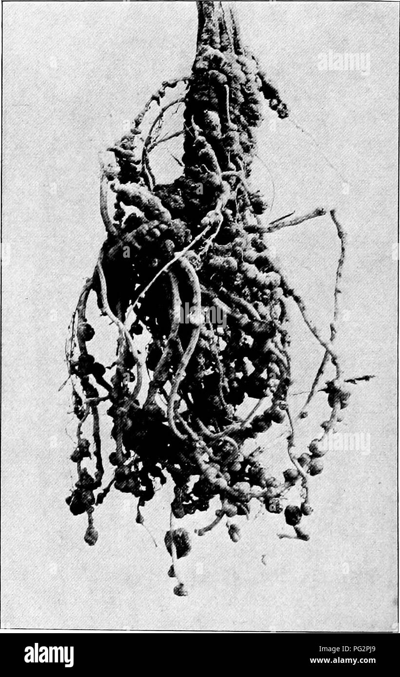 This work analyzes the vegetable industry in New York, focusing on crop ...