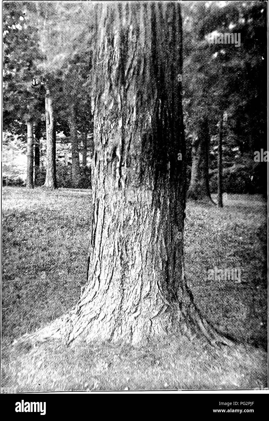 . Our native trees and how to identify them; a popular study of their ...