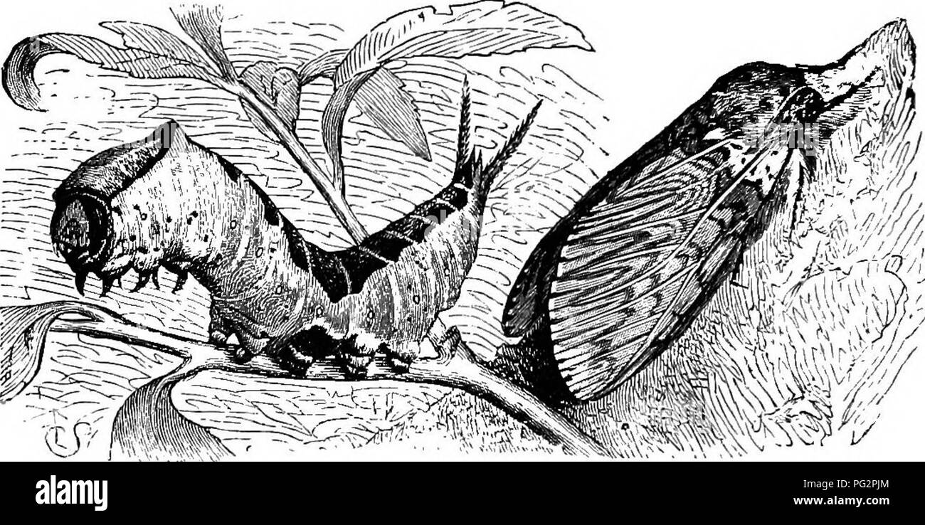 This study explores the coloration and patterns of animals, such as the ...