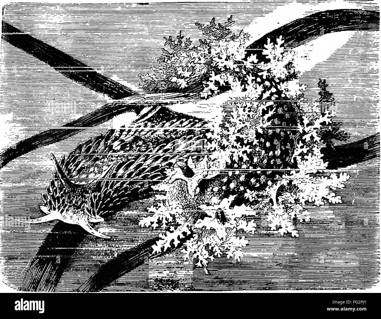 The study of animal coloration discusses the physiological and ...