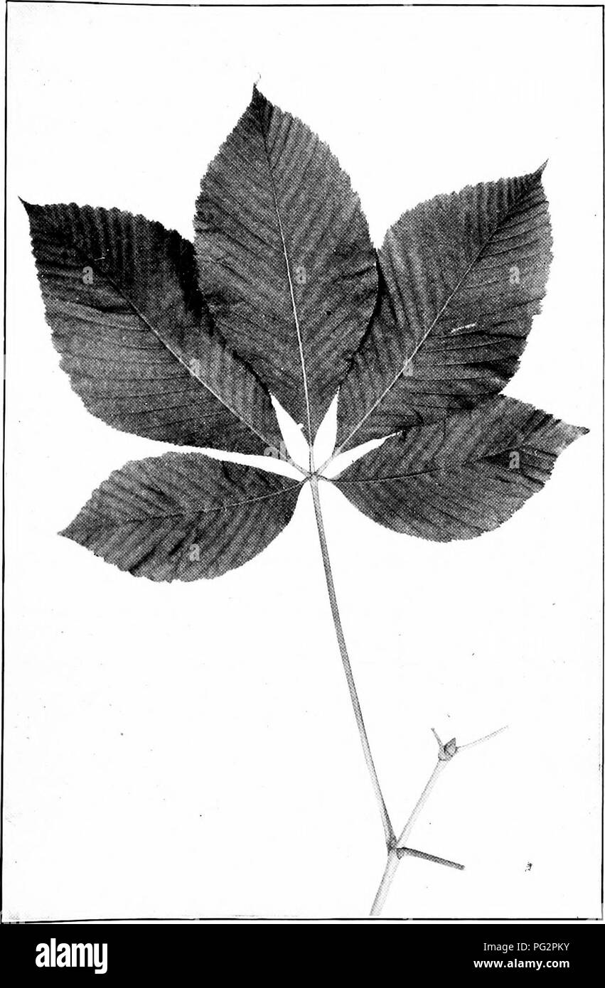 A guide to identifying native trees in North America, focusing on their ...