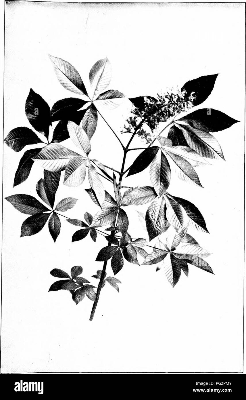 This image showcases the flowering spray of the Ohio Buckeye (Aesculus ...