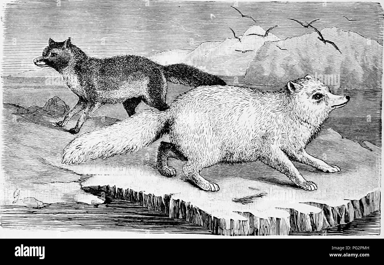 This work explores the theories behind animal coloration, examining how ...