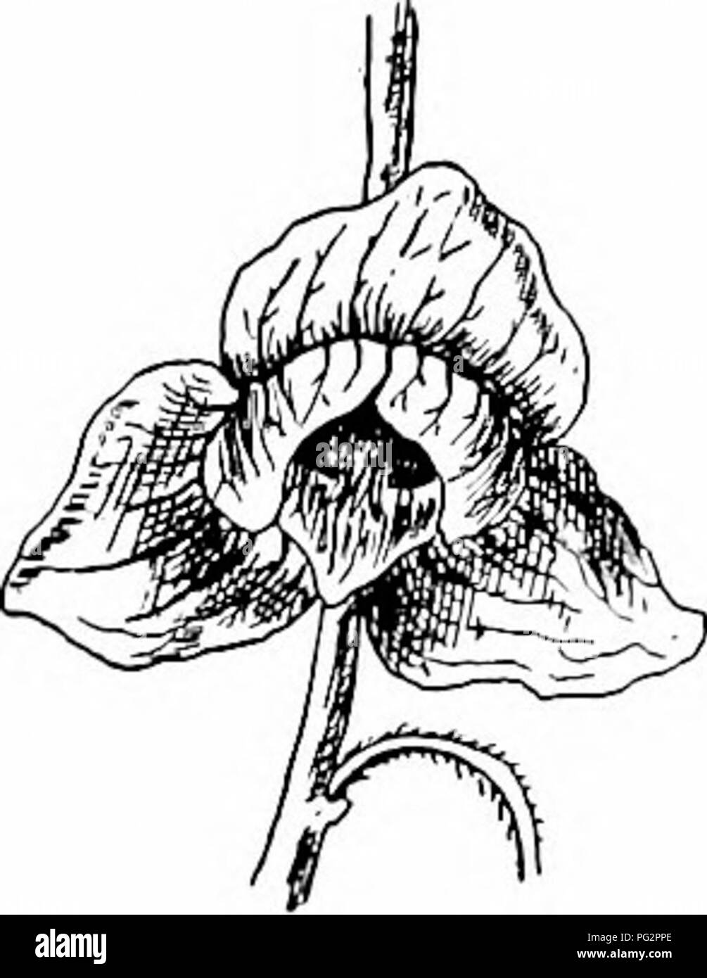 . Our native trees and how to identify them; a popular study of their ...