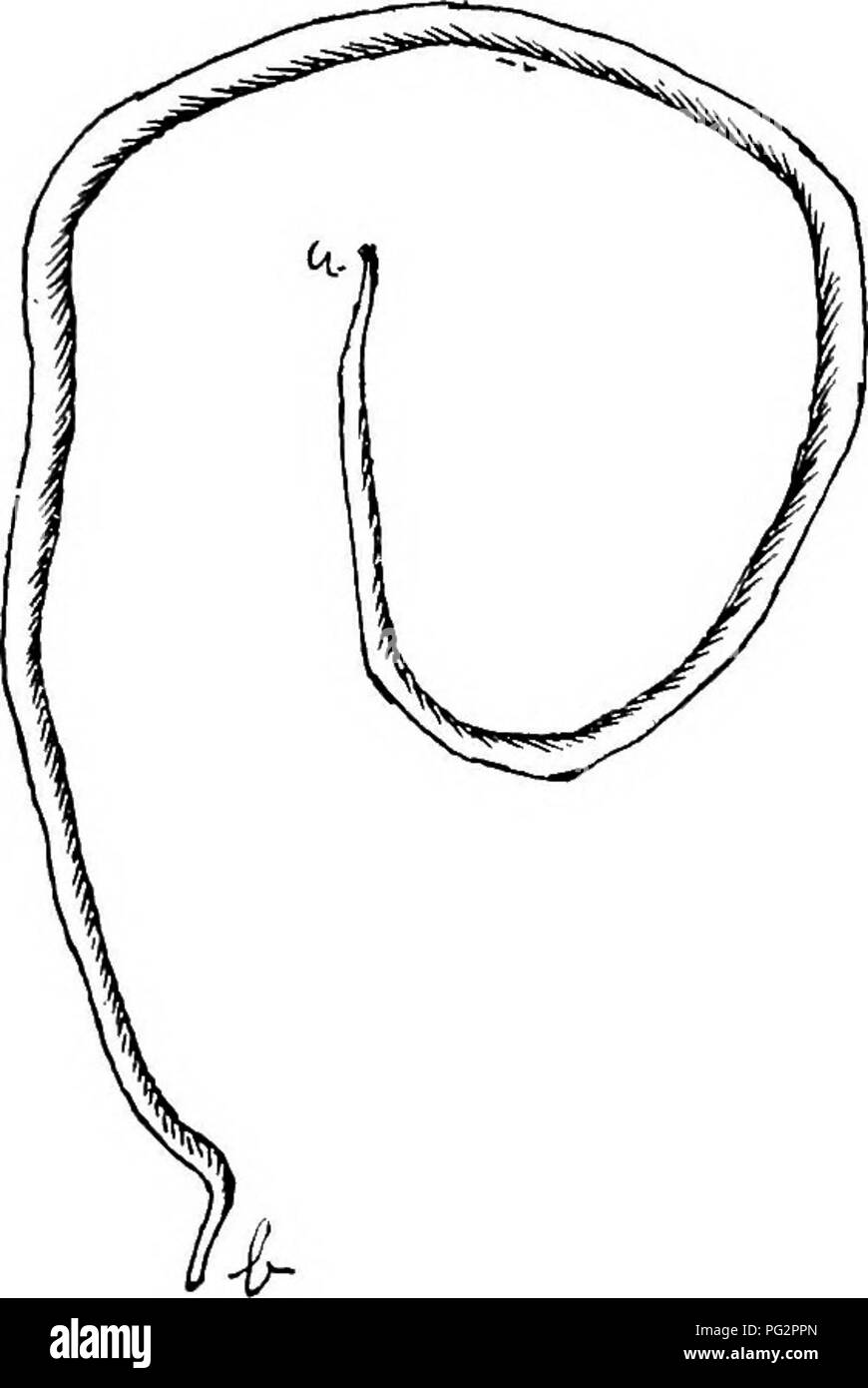 Roundworm Drawing Easy