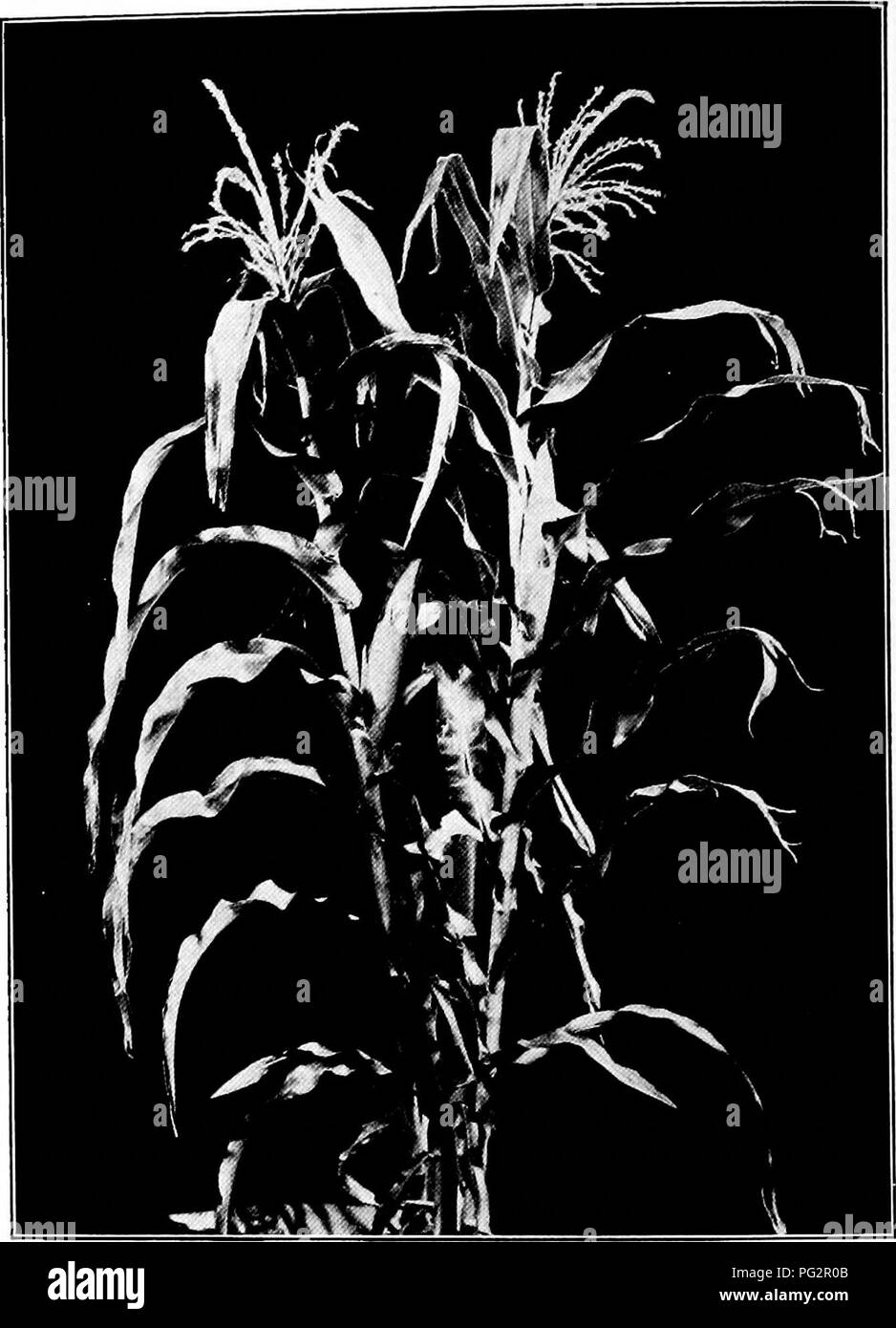 This work examines the cultivation of maize, kafir corn, and sorghum in ...