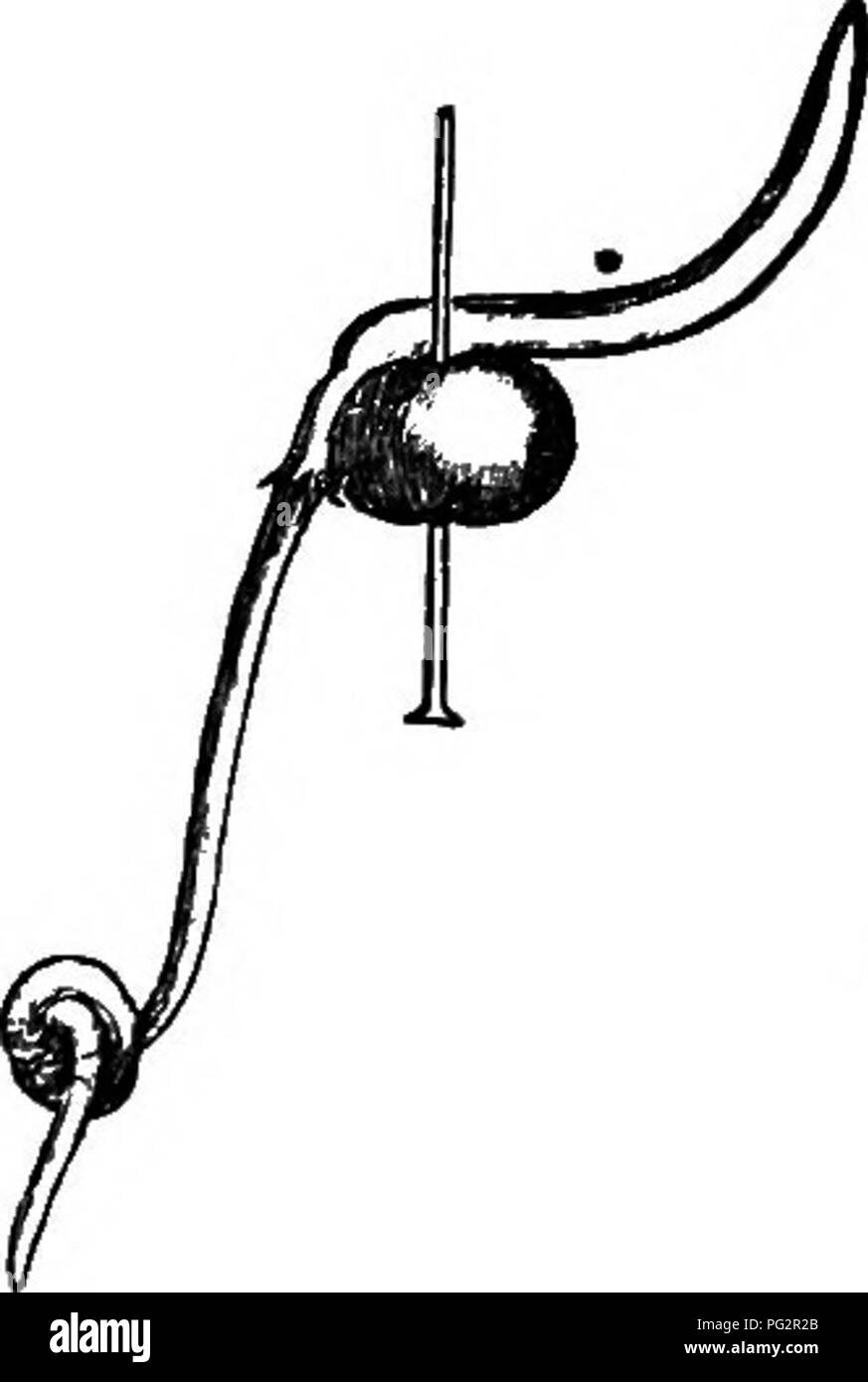 This image illustrates the movement of *Zea mays* radicles as they bend ...