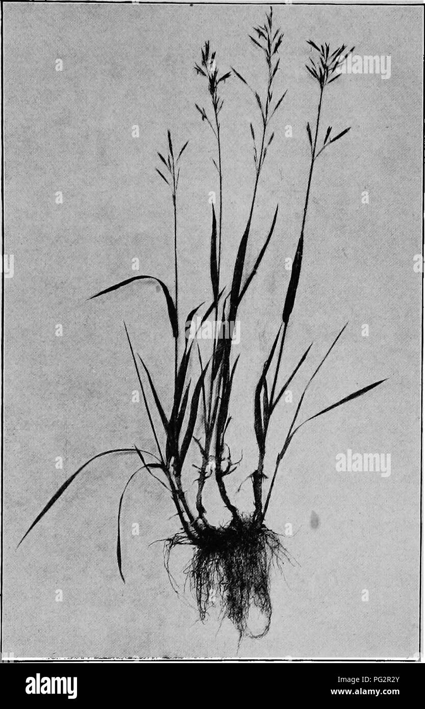 A detailed guide on growing grasses in North America, focusing on ...