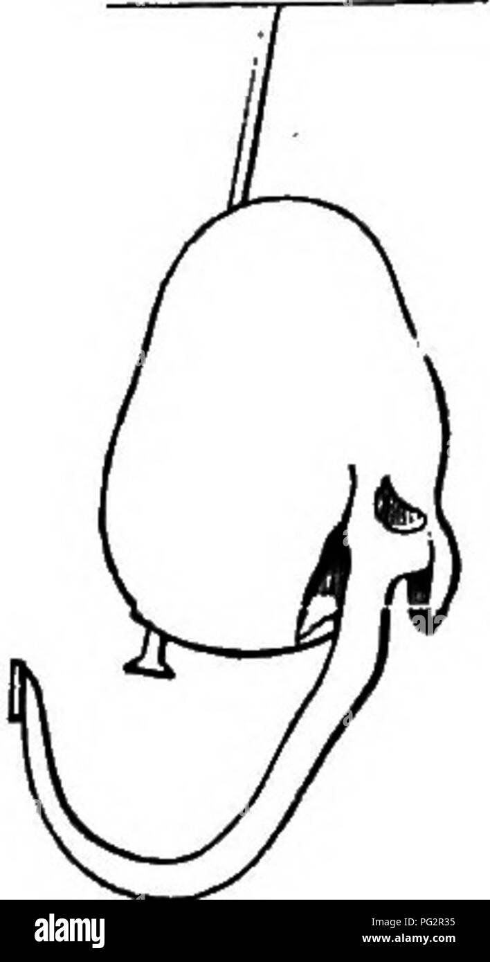 Radicles hi-res stock photography and images - Alamy