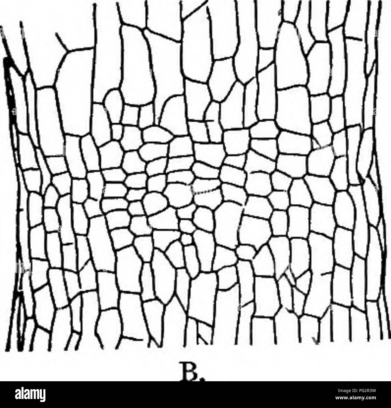 Corniculata Black and White Stock Photos & Images - Alamy