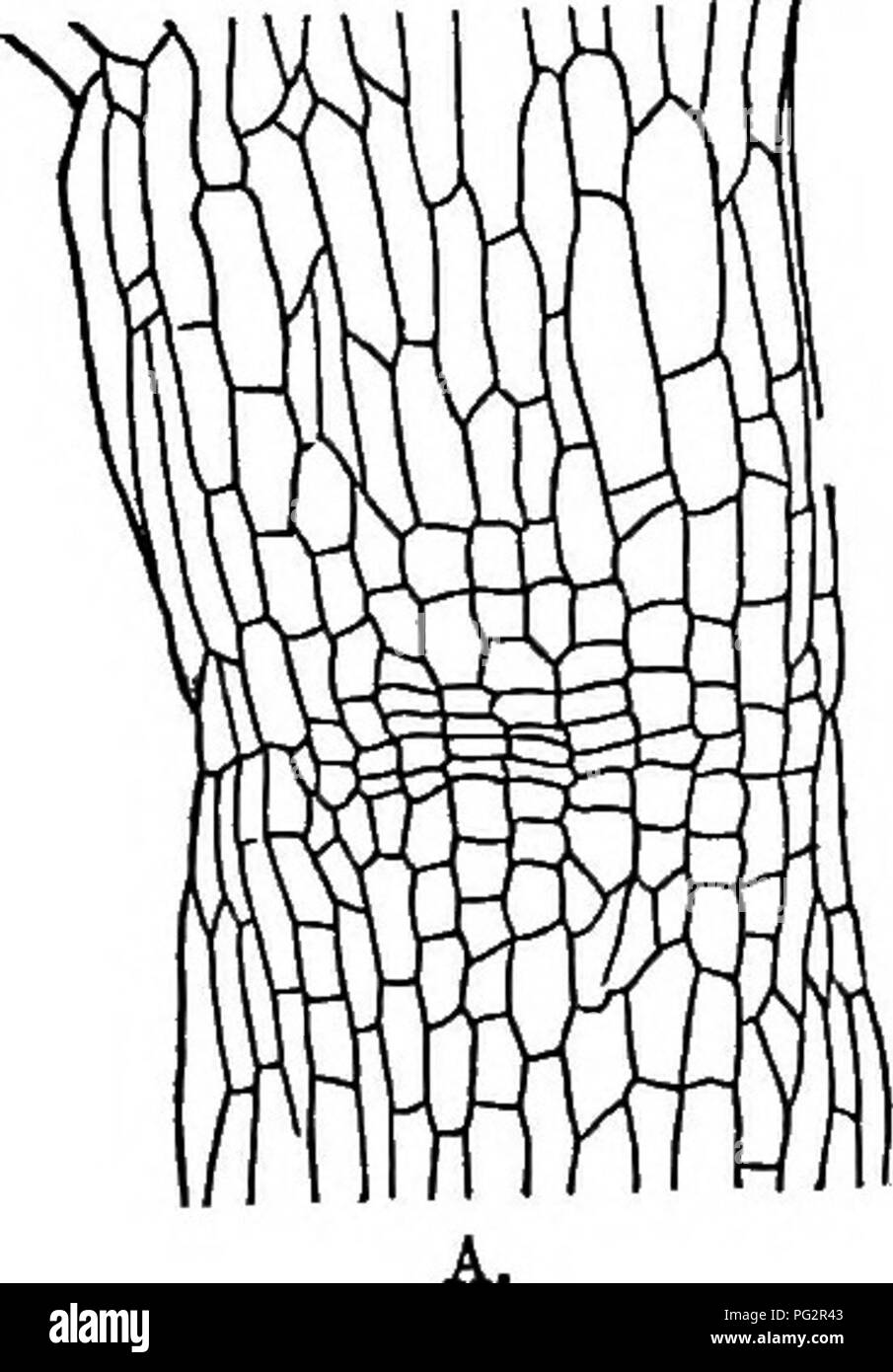 Pulvinus Black and White Stock Photos & Images - Alamy