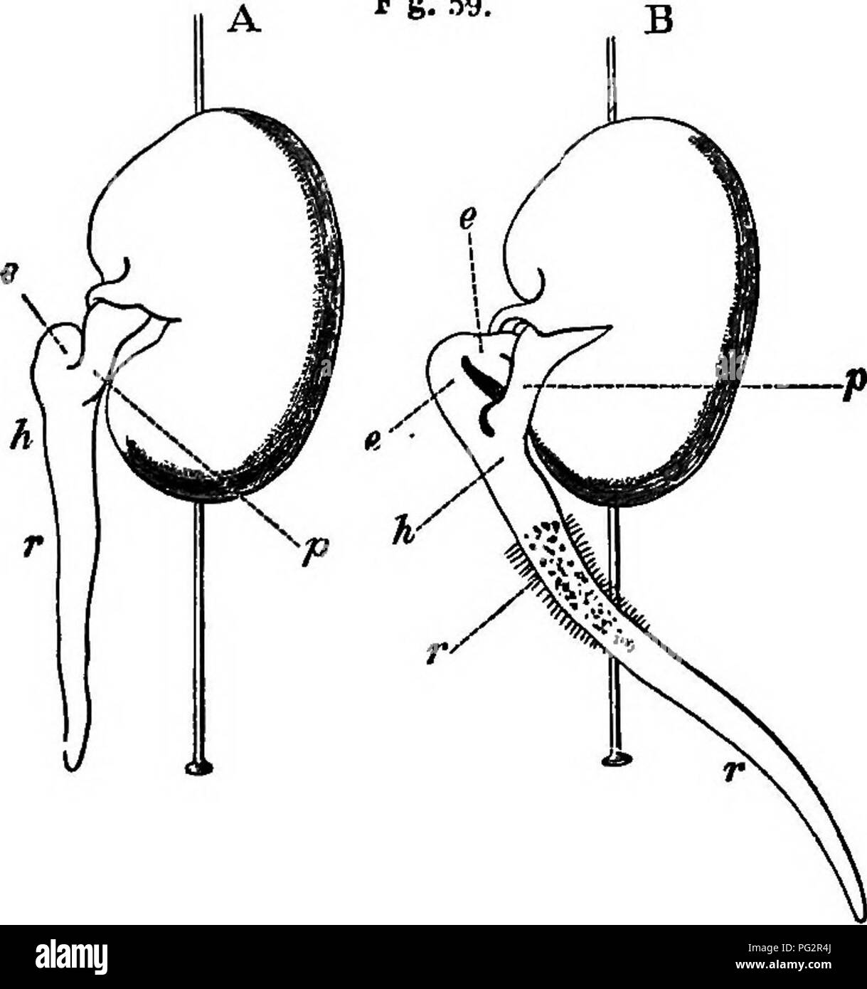 . The power of movement in plants . Plants; Botany. 92 HYPOCOTYLS ...