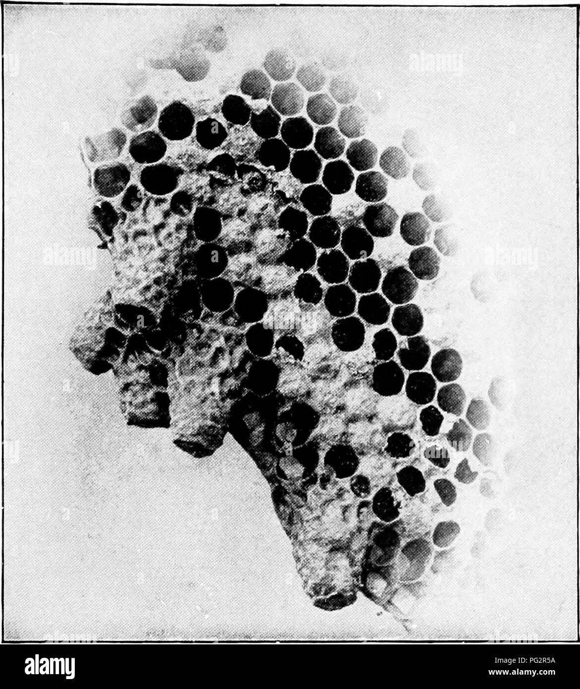 Queen bee laying egg hi-res stock photography and images - Alamy