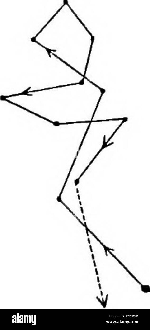 This study examines the circumnutation of plant plumules, particularly ...