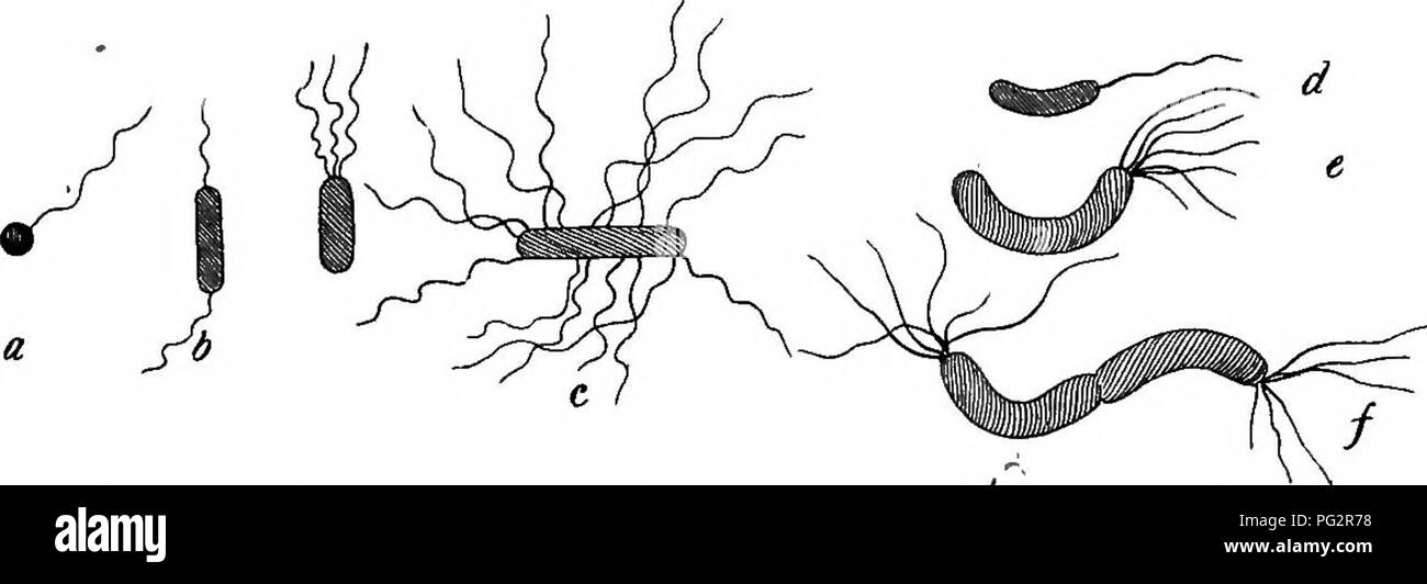 Cilium Cilia Flagella Section Structure Microtubules Diagram Flagellum ...