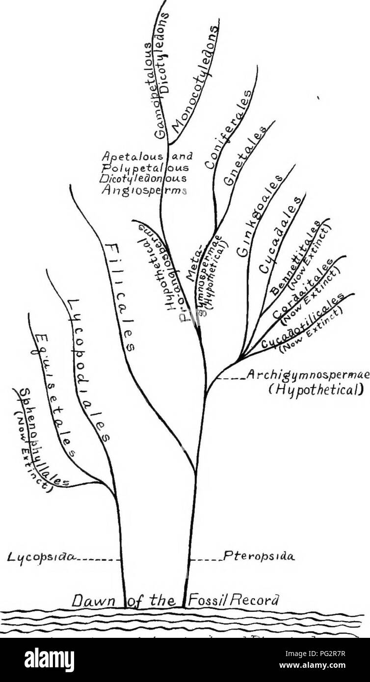 This image from *Heredity and Evolution in Plants* presents a ...