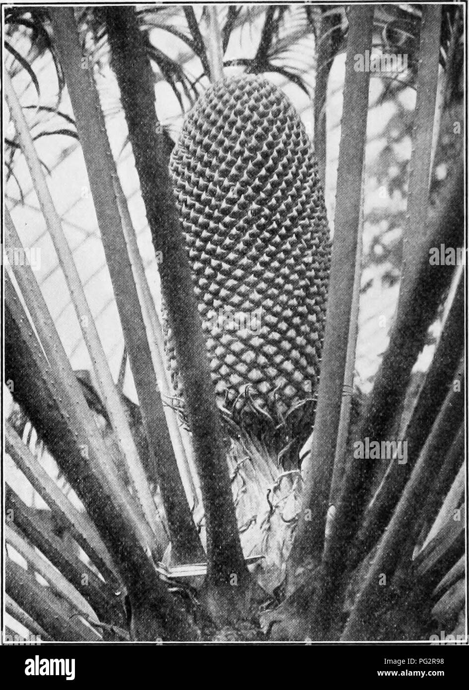 Cycas species Black and White Stock Photos & Images - Alamy