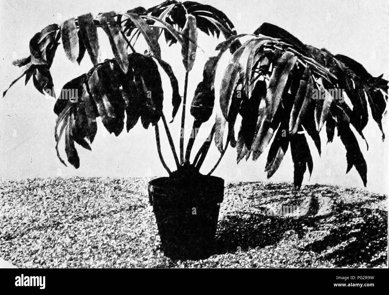 This illustration from *Heredity and Evolution in Plants* shows a ...